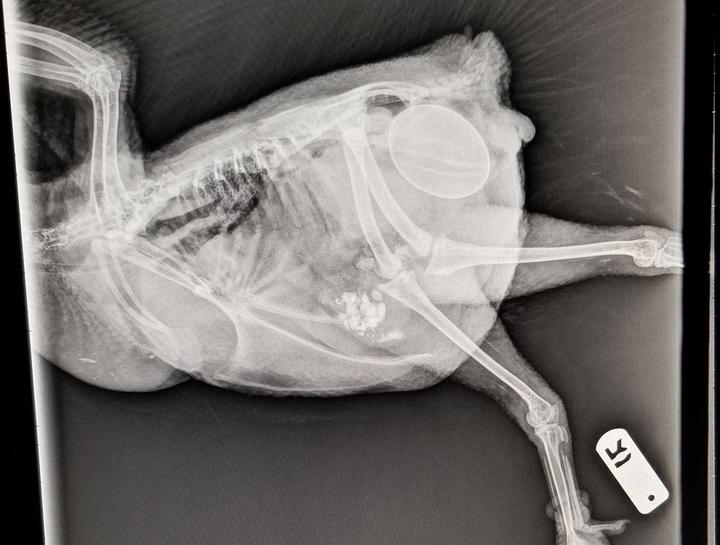 Sugar Land Dog & Cat Xrays | Pet Radiographs